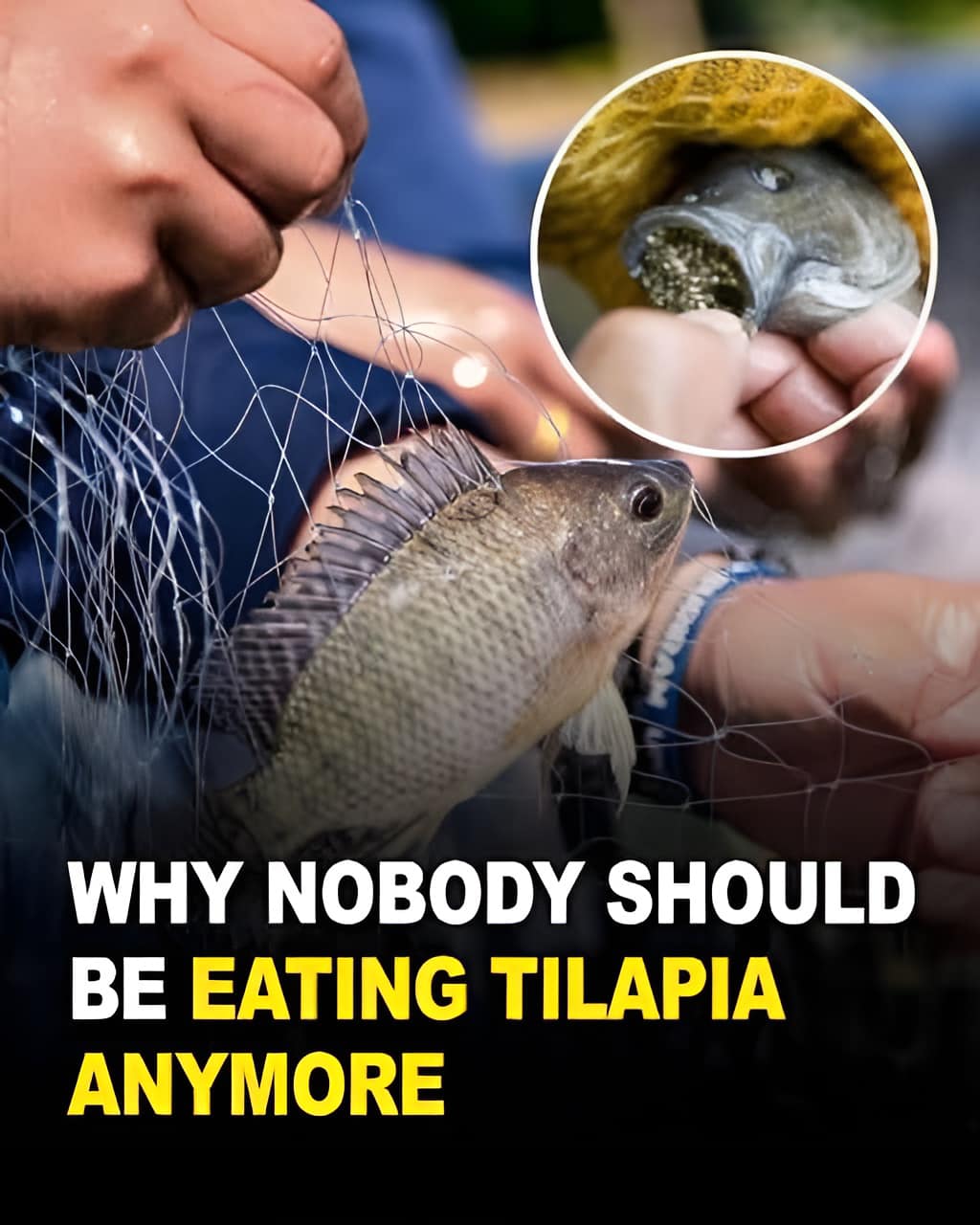 The Benefits and Potential Dangers of Eating Tilapia Fish - FAB Magazine