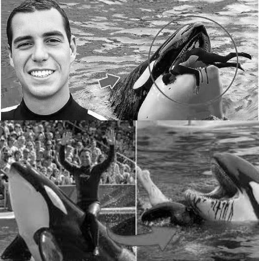 N61 Coach Orca is Destroy by this thing while … see more - FAB Magazine