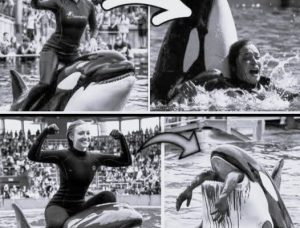 The Terrifying Final Moments of Killer Whale Trainer Jessica Radcliffe ...
