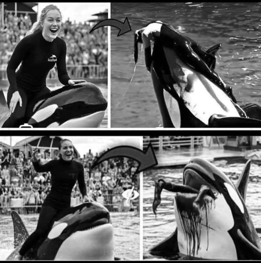 The Terrifying Final Moments of Killer Whale Trainer Jessica Radcliffe ...