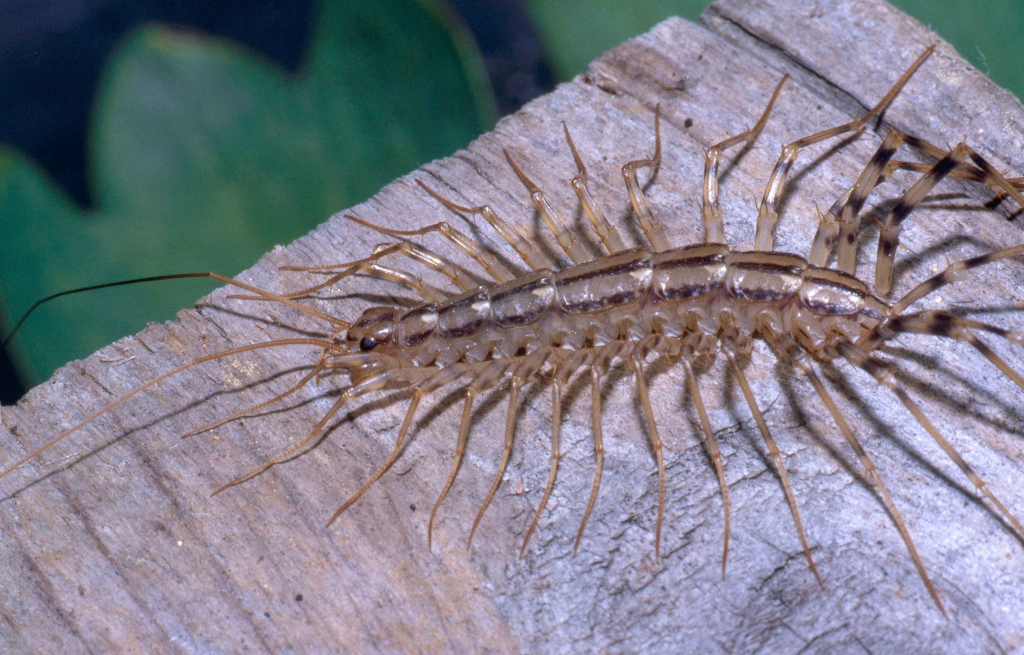 Why You Might Want to Rethink Killing That House Centipede - FAB Magazine