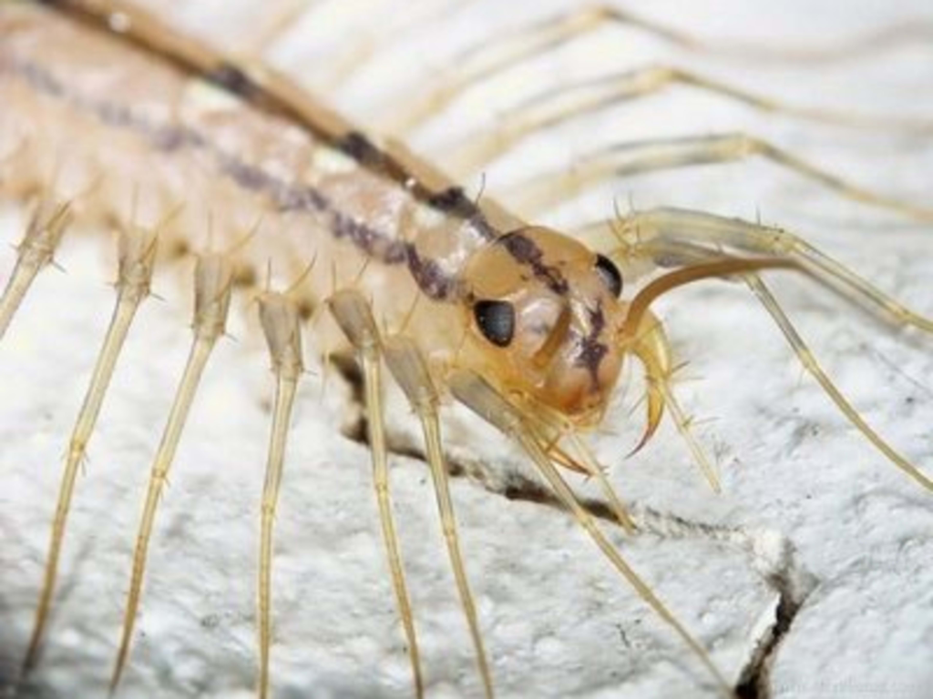 Why You Might Want to Rethink Killing That House Centipede - FAB Magazine